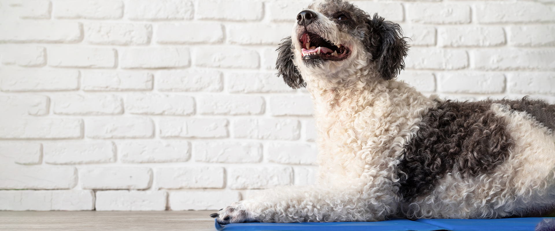 Chillax on These Cooling Mats for Dogs | TrustedHousesitters.com