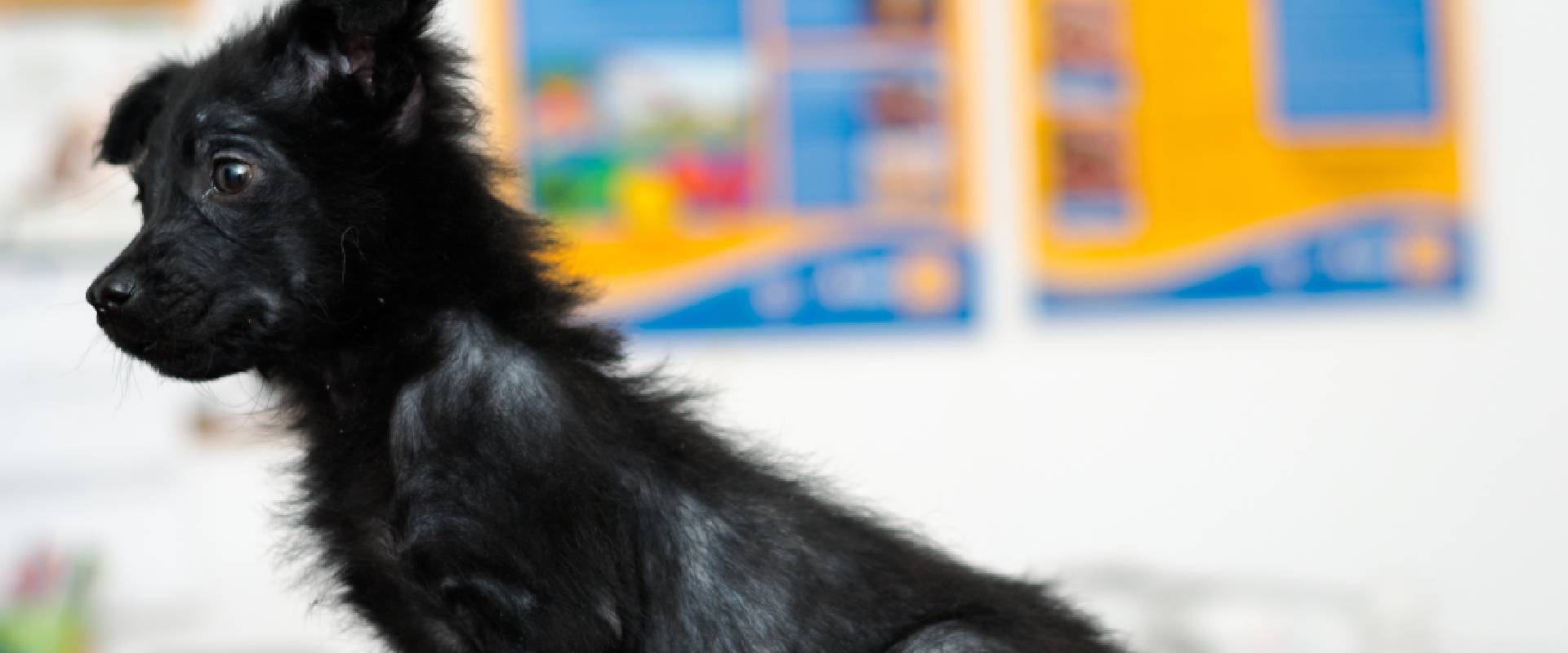 Mange In Dogs | TrustedHousesitters.com