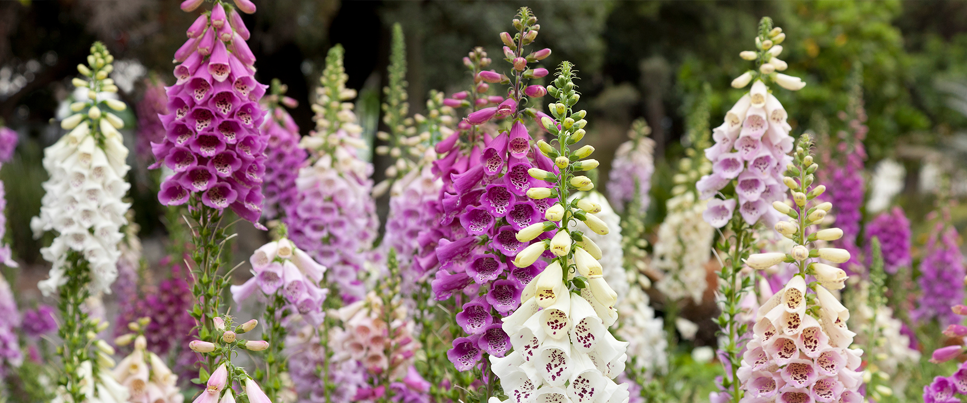Is Foxglove Poisonous to Dogs? | TrustedHousesitters.com