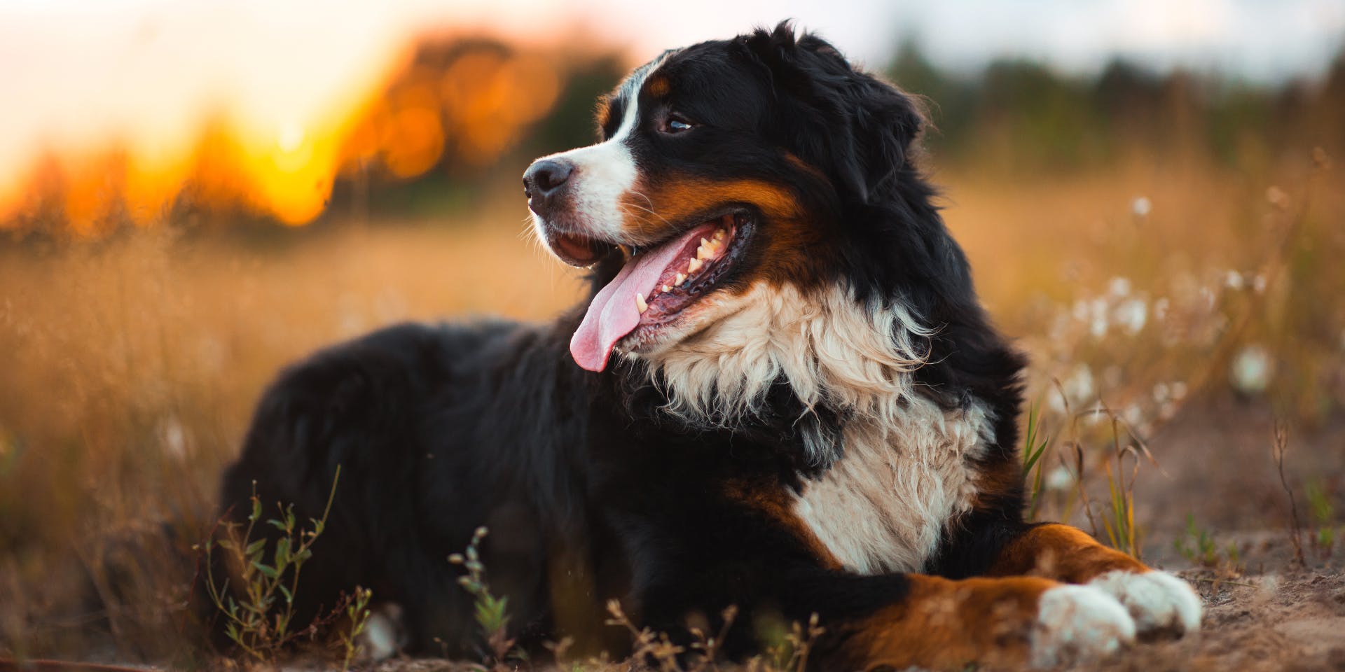 Bernese Mountain Dog Puppy