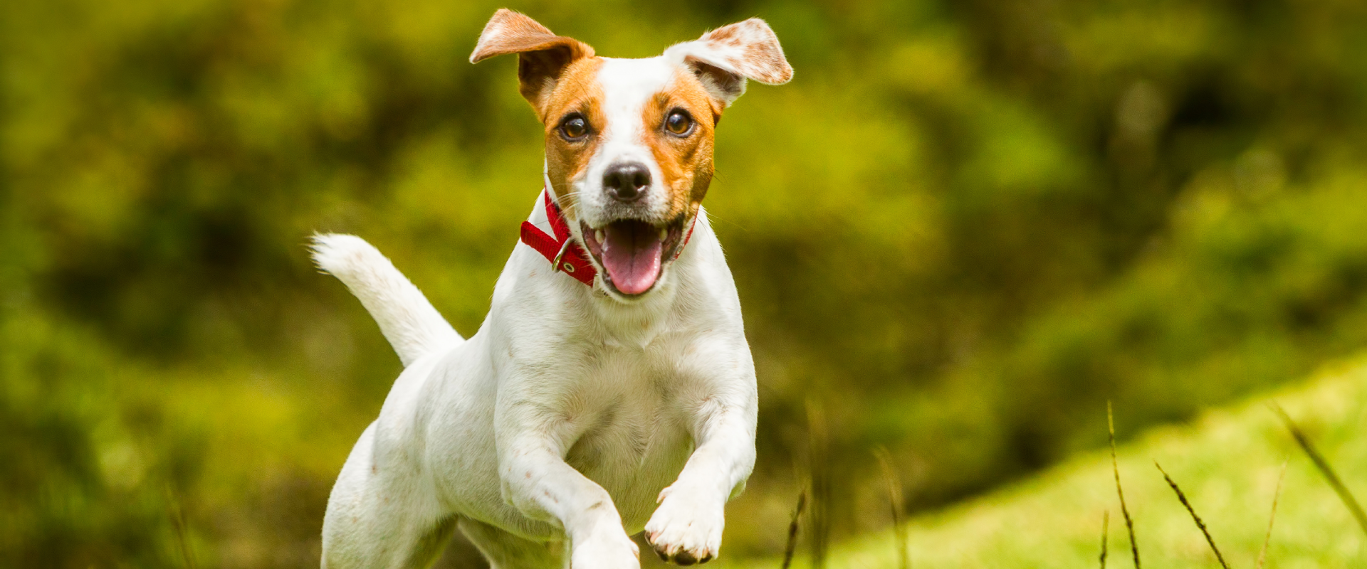 Top 10 Most Popular Terrier Breeds | TrustedHousesitters.com