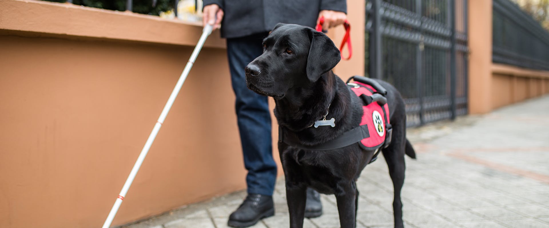 What Are All The Different Types Of Service Dogs
