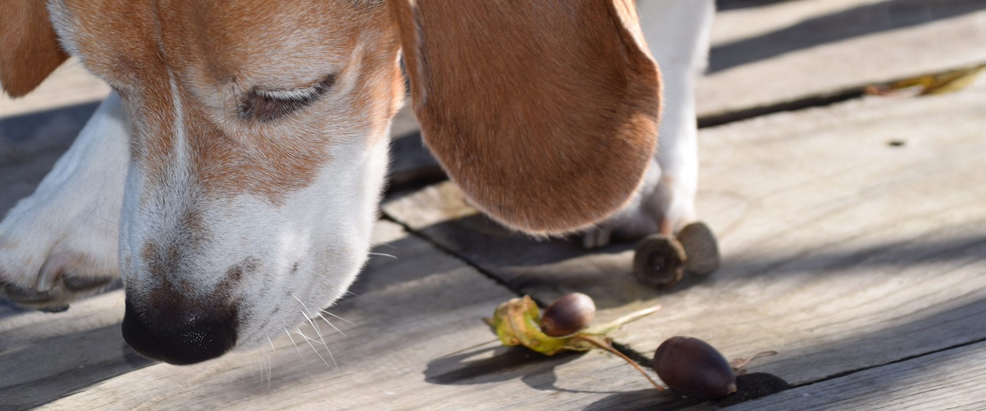 Are Acorns Poisonous to Dogs? | TrustedHousesitters.com