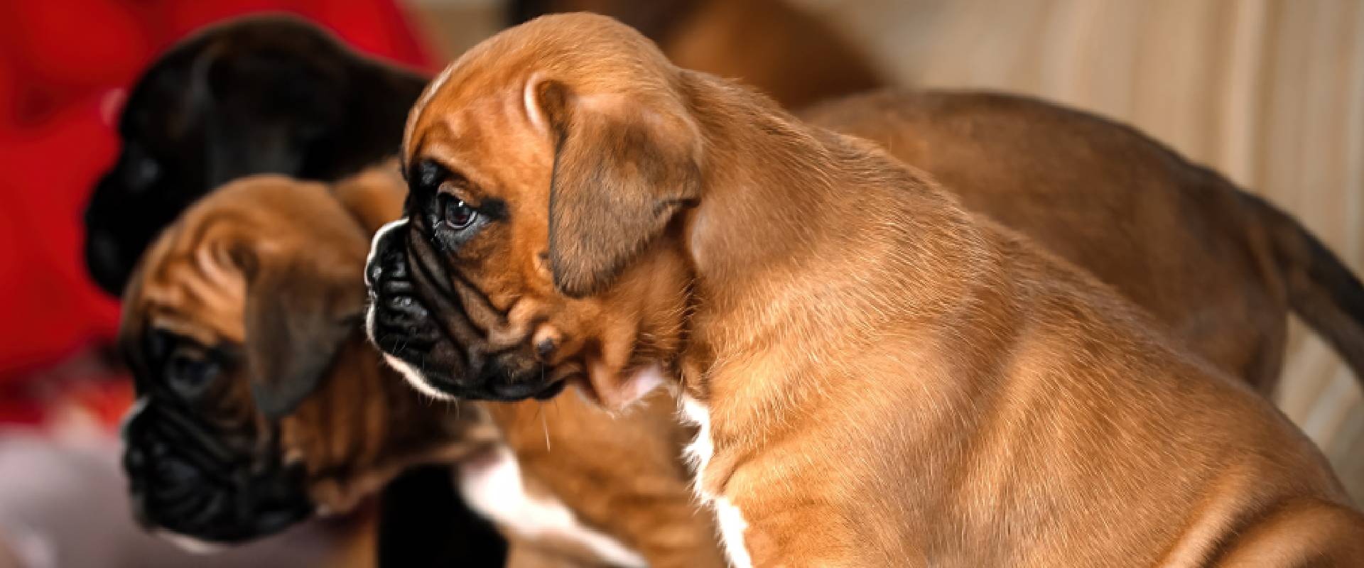 Boxer Dog Breed Guide | TrustedHousesitters.com