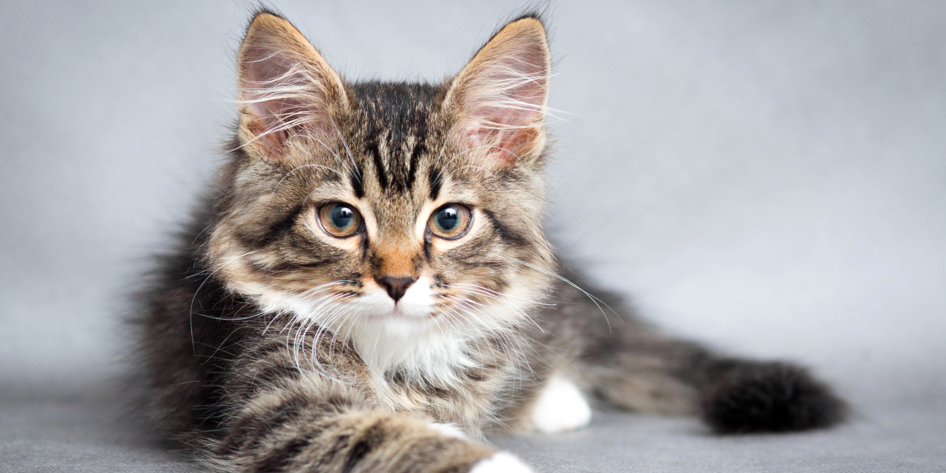 50 Weird and Wonderful Cat Names That Start with W ...