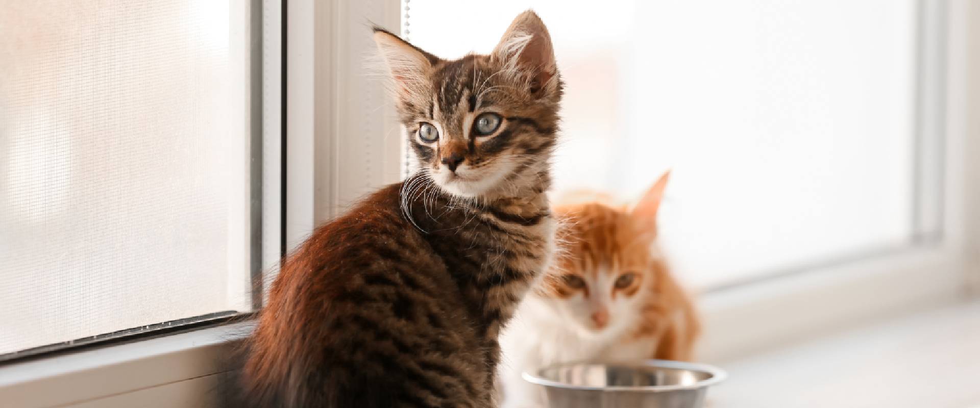 Can Cats Eat Fish? | TrustedHousesitters.com