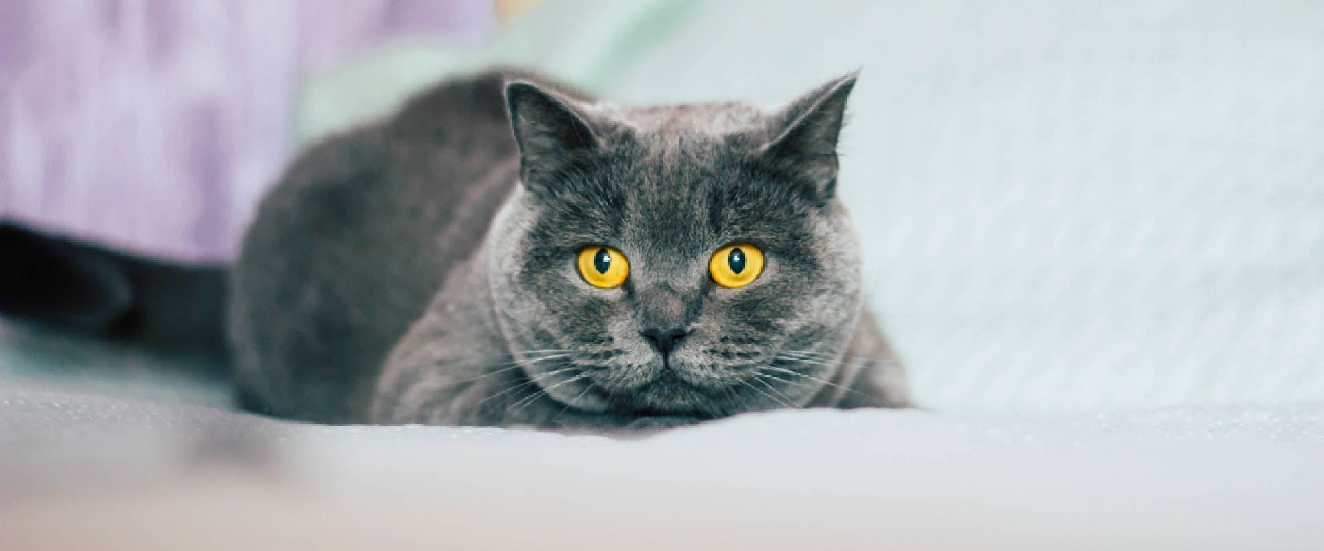 Chartreux Breeders In Vancouver
