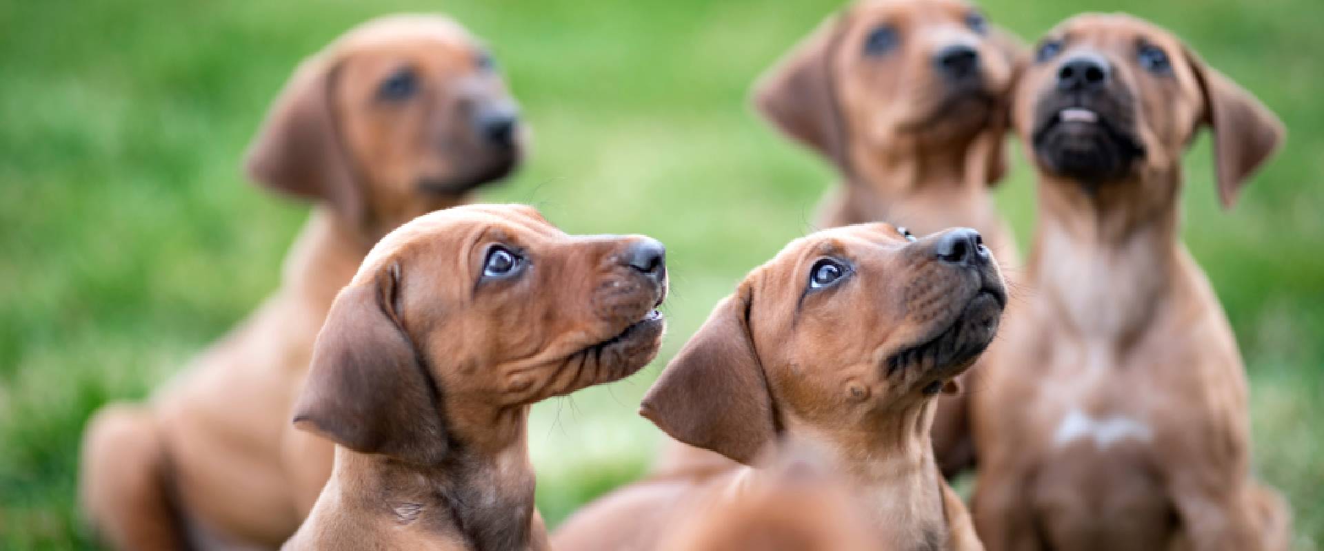 Rhodesian Ridgeback All Rhodesian Ridgeback Puppies For Sale