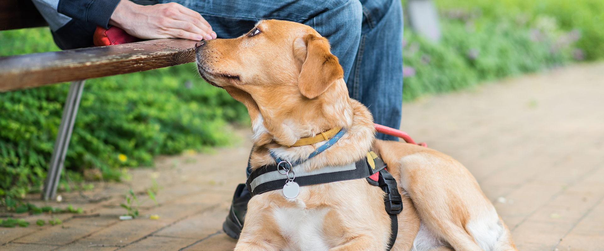 The Types of Service Dogs You Can Rely on | TrustedHousesitters.com
