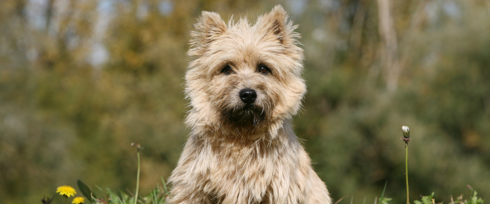Top 10 Most Popular Terrier Breeds | TrustedHousesitters.com