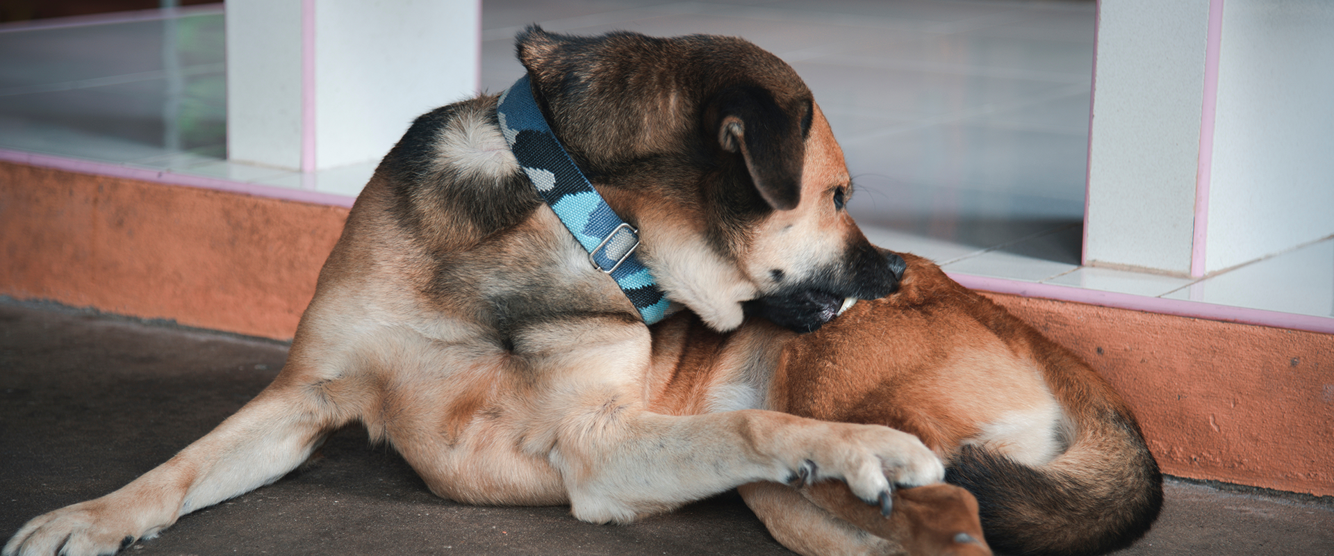 Fleas on Dogs: How to Spot Them (and Banish Them for Good ...