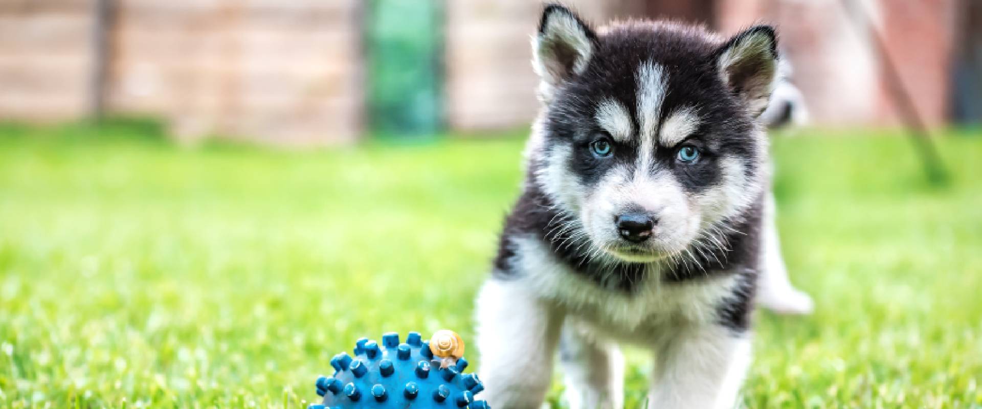 A Guide to Husky Puppies | TrustedHousesitters.com