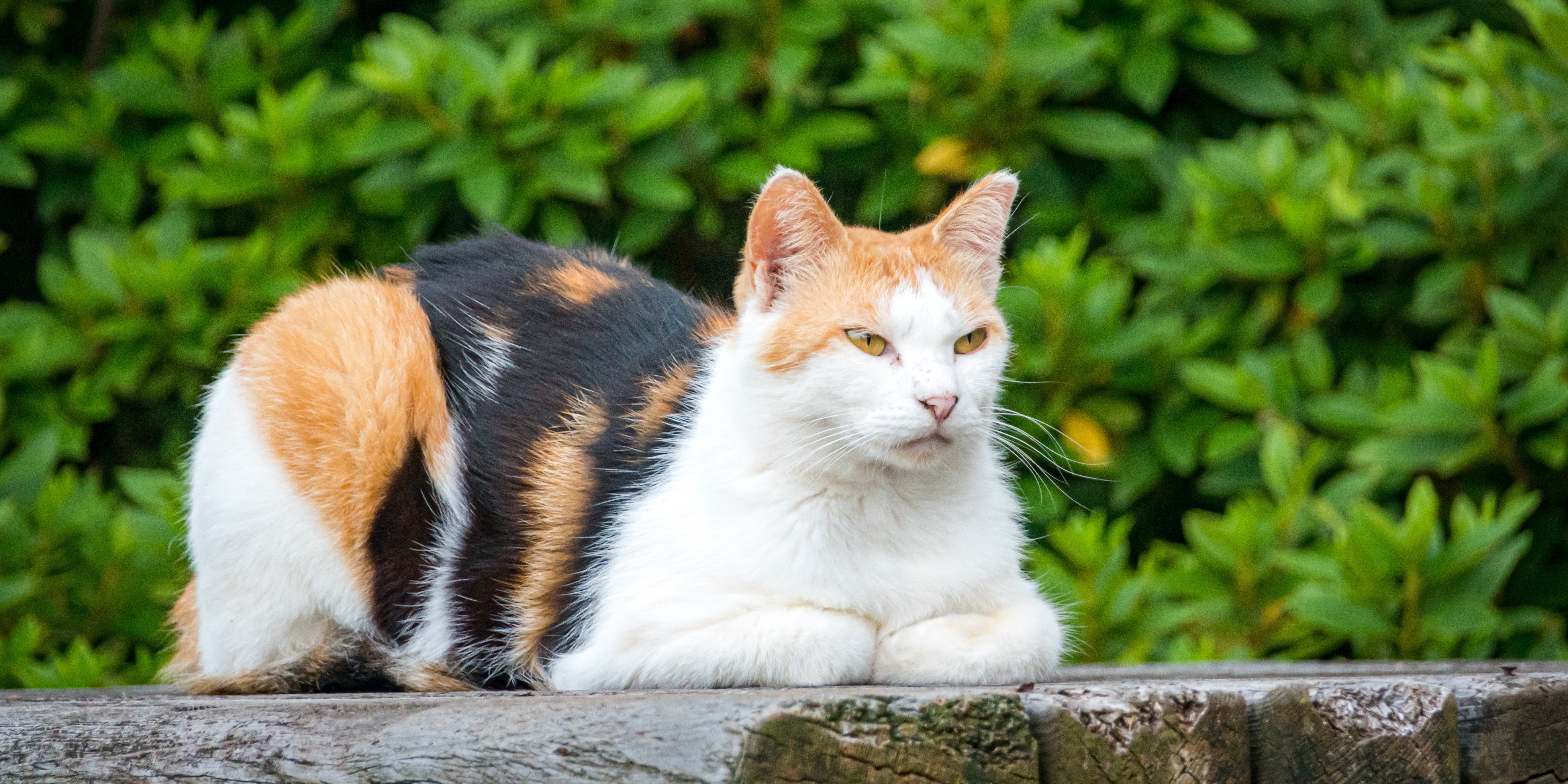 Calico Cat Names | TrustedHousesitters.com