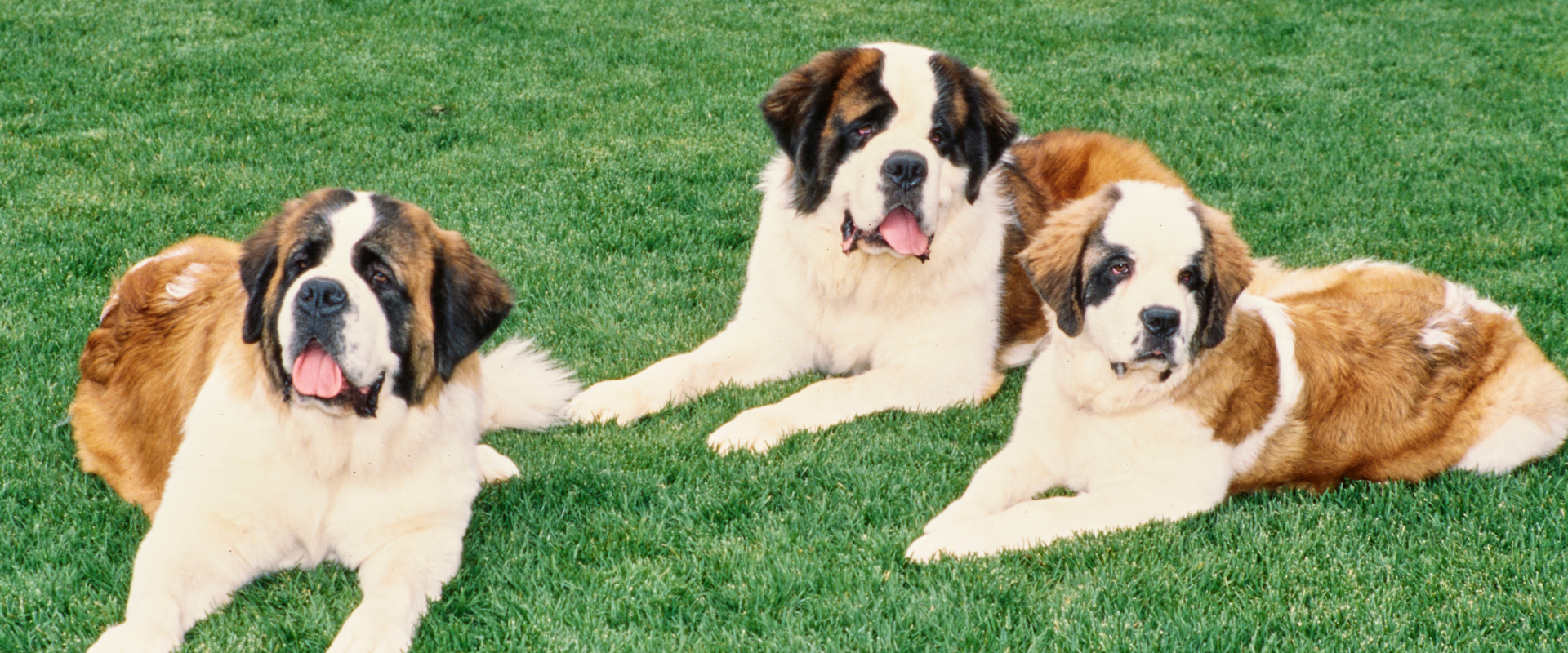 Lazy dog breeds: the top 15 couch potato pooches | TrustedHousesitters.com