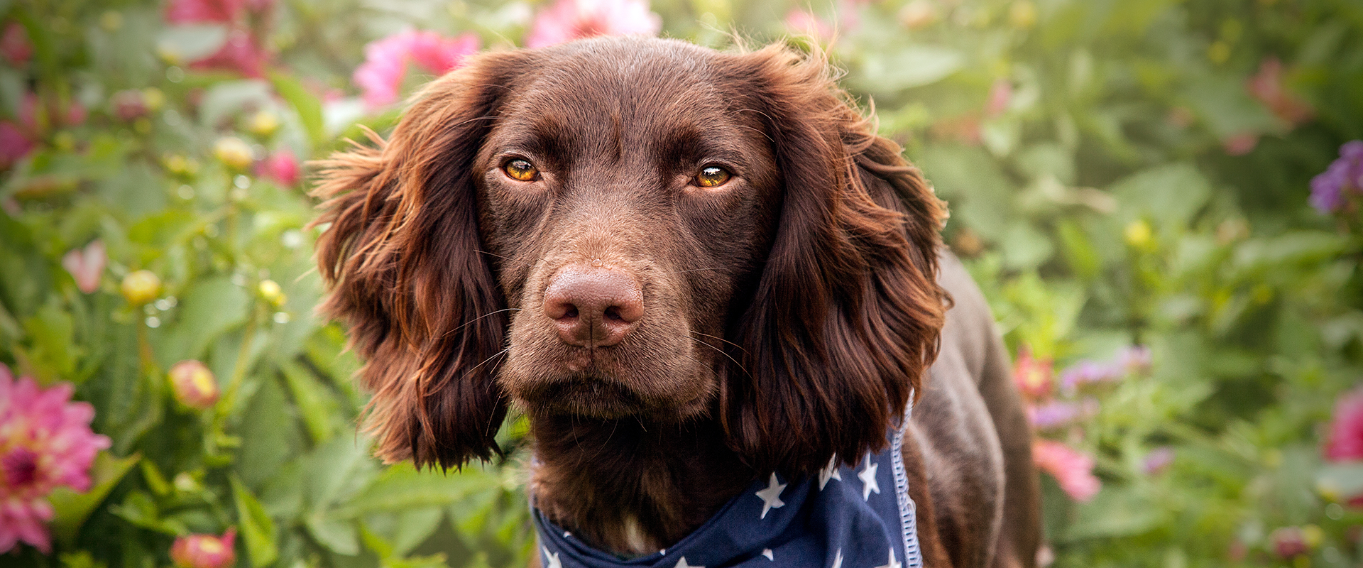 Sprocker Spaniel Breed Guide | TrustedHousesitters.com