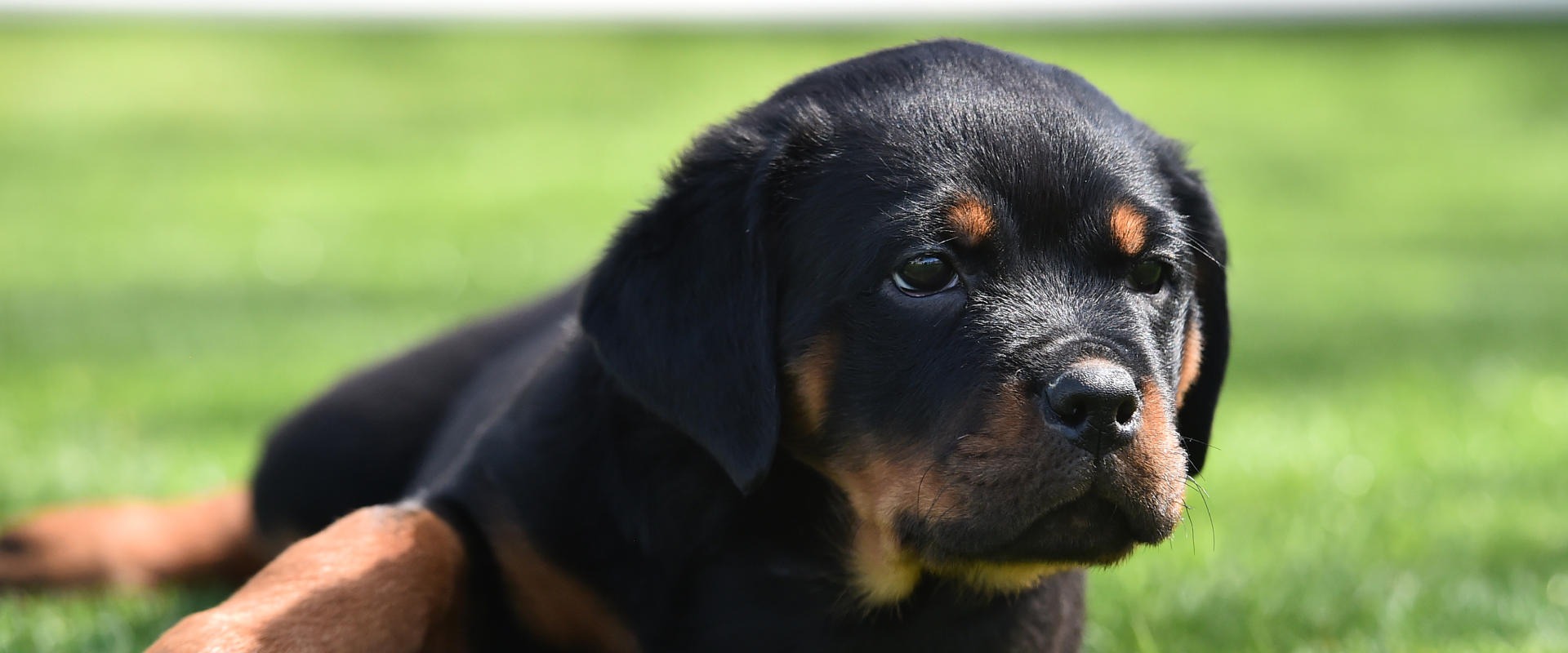 100+ Delightful Dog Names that Start with D | TrustedHousesitters.com