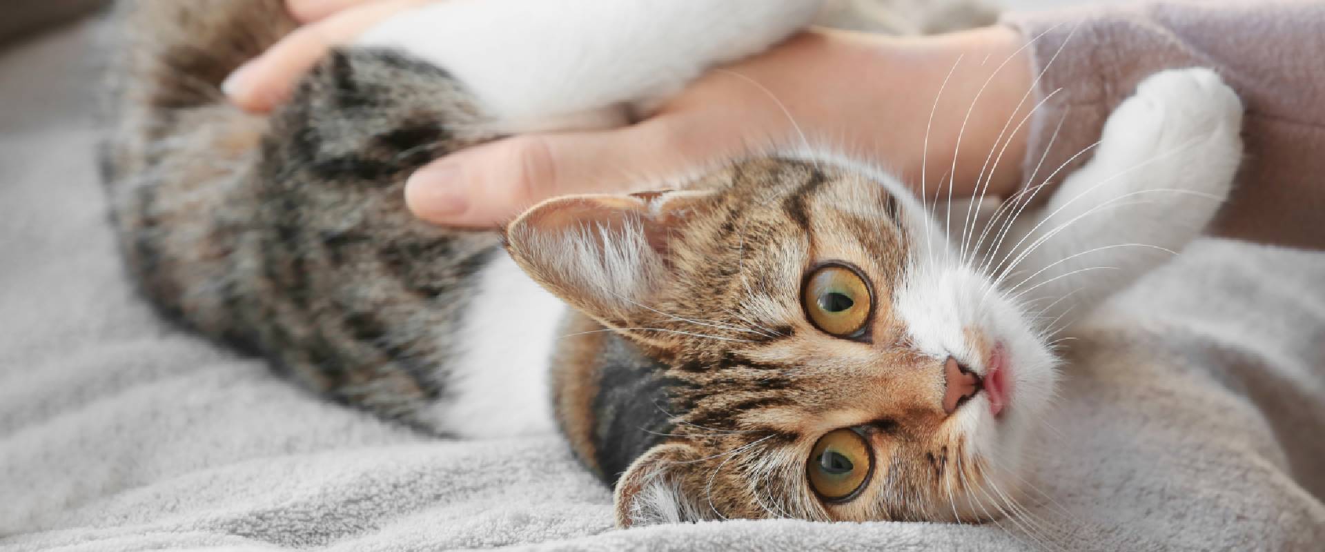 Overstimulated Cats | TrustedHousesitters.com