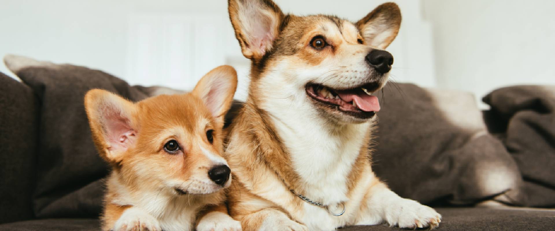 Male Vs Female Dogs | TrustedHousesitters.com
