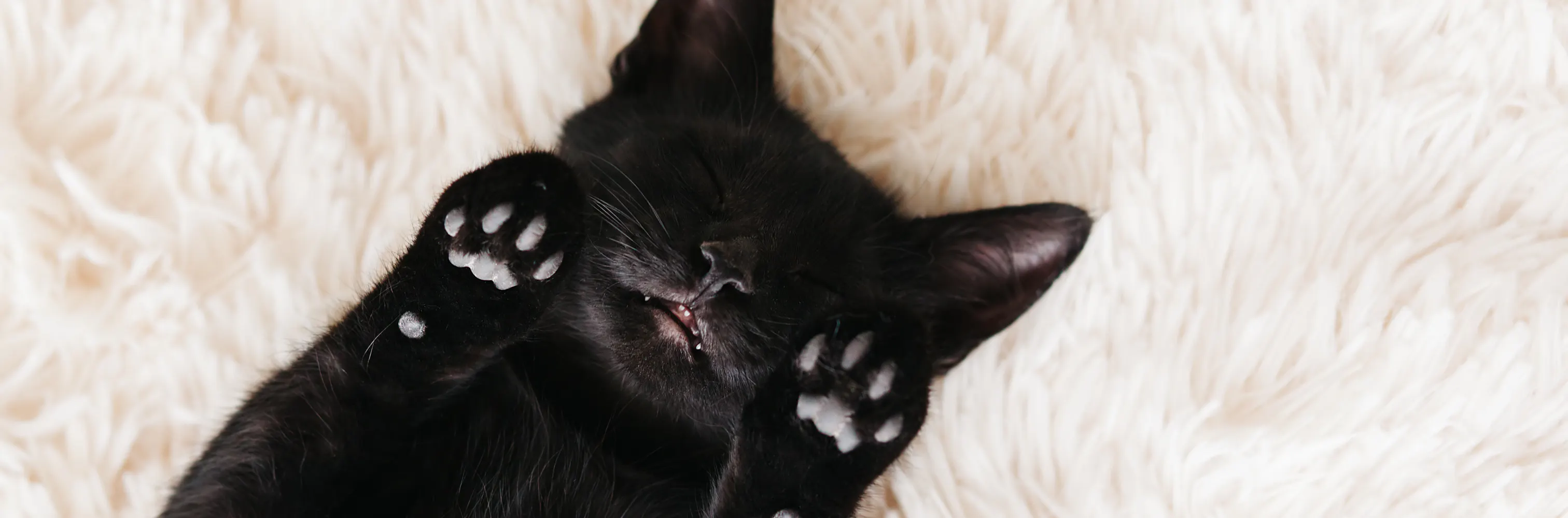 Five Reasons Why Black Cats Are Awesome TrustedHousesitters Five Reasons Why Black Cats Are Awesome TrustedHousesitters