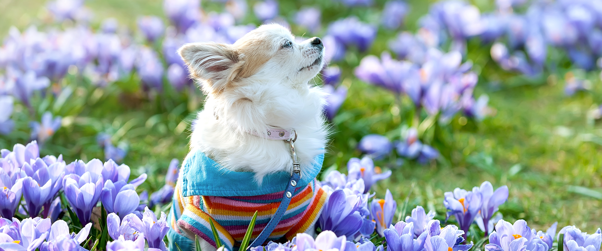 Flower Dog Names for Your Furry BFF | TrustedHousesitters.com