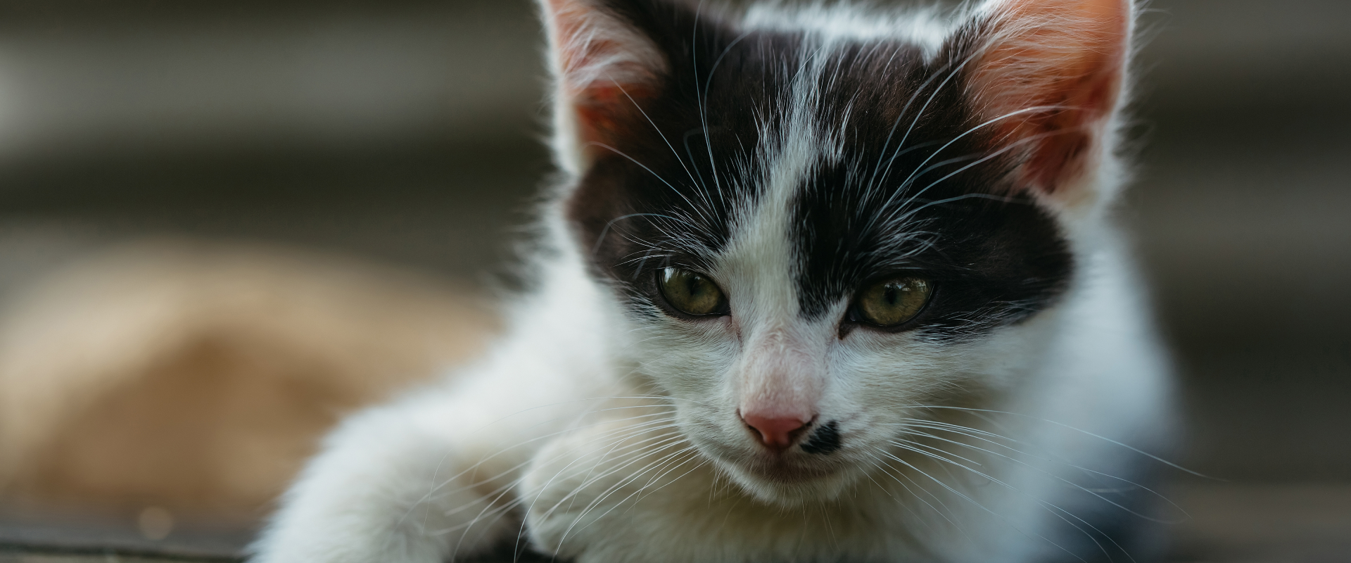 Cat Pokemon Names | TrustedHousesitters.com