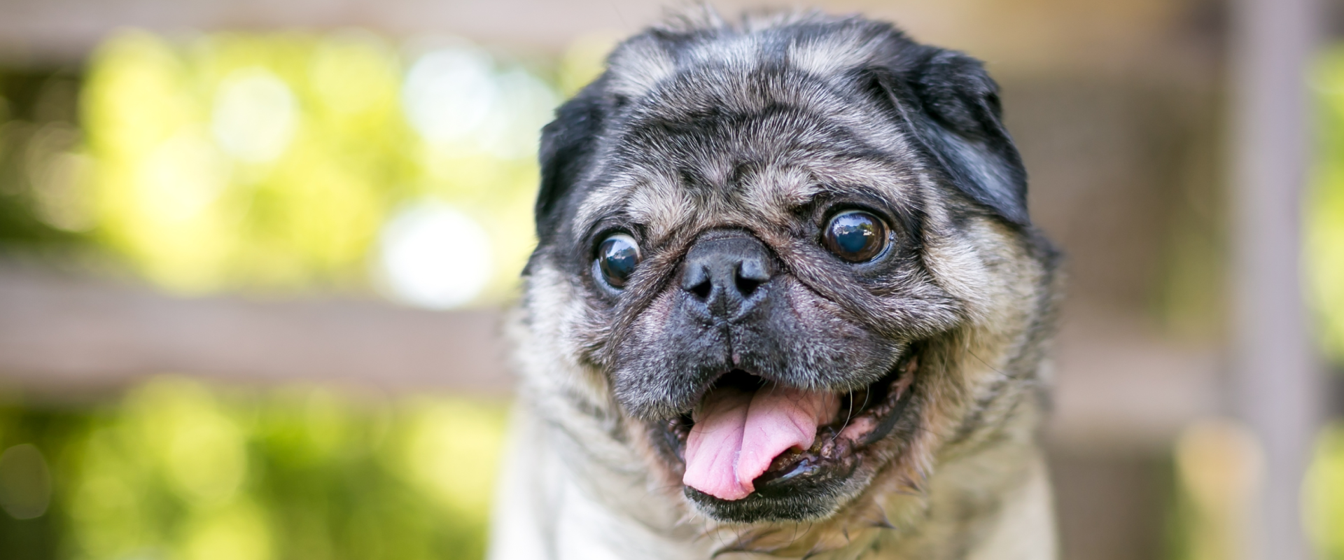 Brachycephalic dogs & summer: Caring for flat-faced friends ...