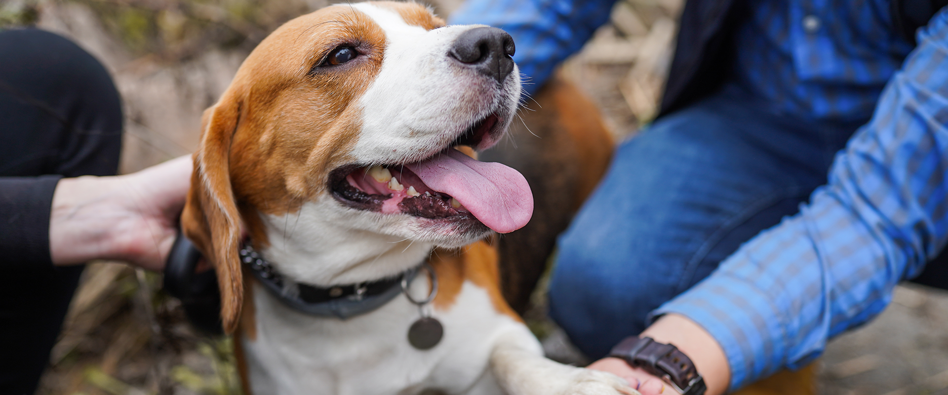 Best Beagle Names (for Your Floppy-eared Friend) | TrustedHousesitters.com