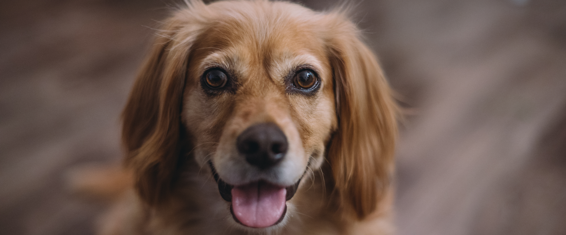 What is a mutt? Understanding mixed breed dogs | TrustedHousesitters.com