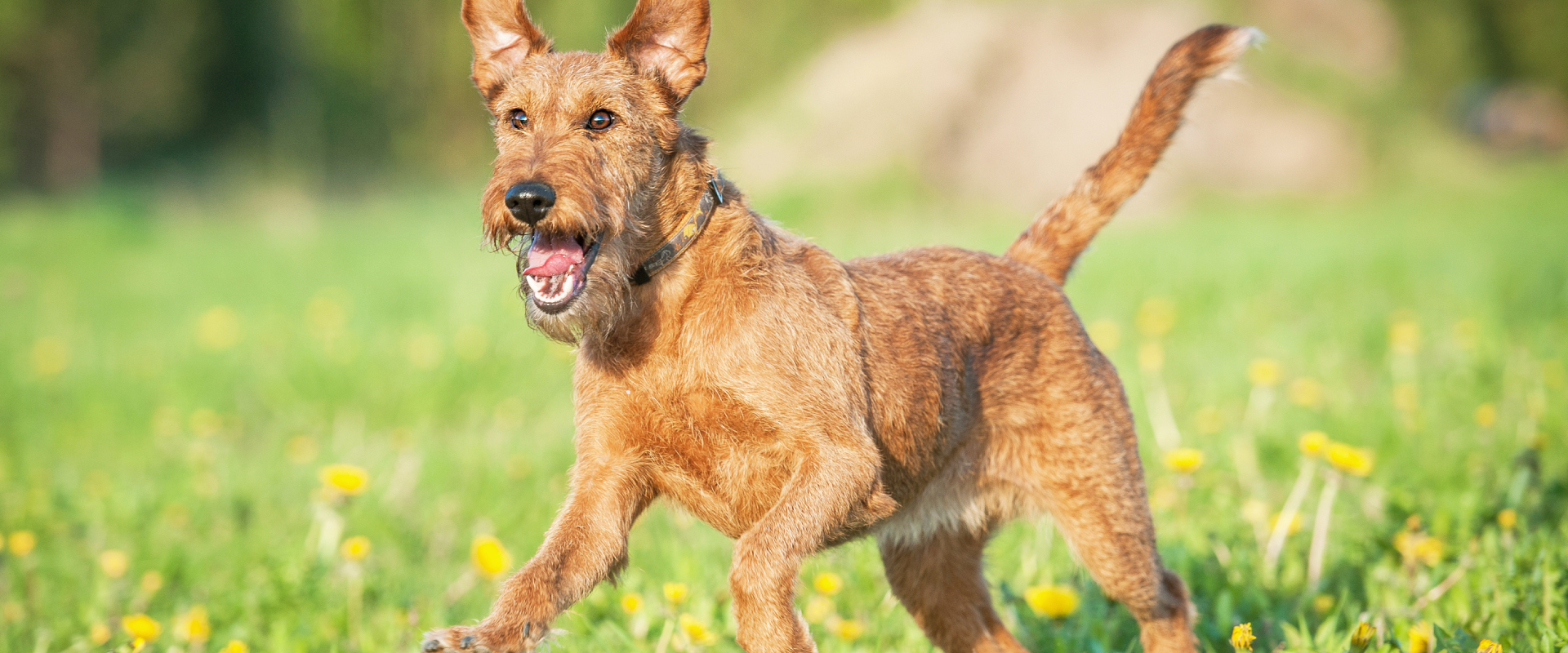Irish Dog Names | TrustedHousesitters.com
