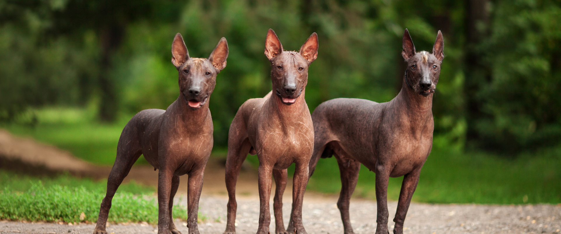 Mexican Dog Names | TrustedHousesitters.com