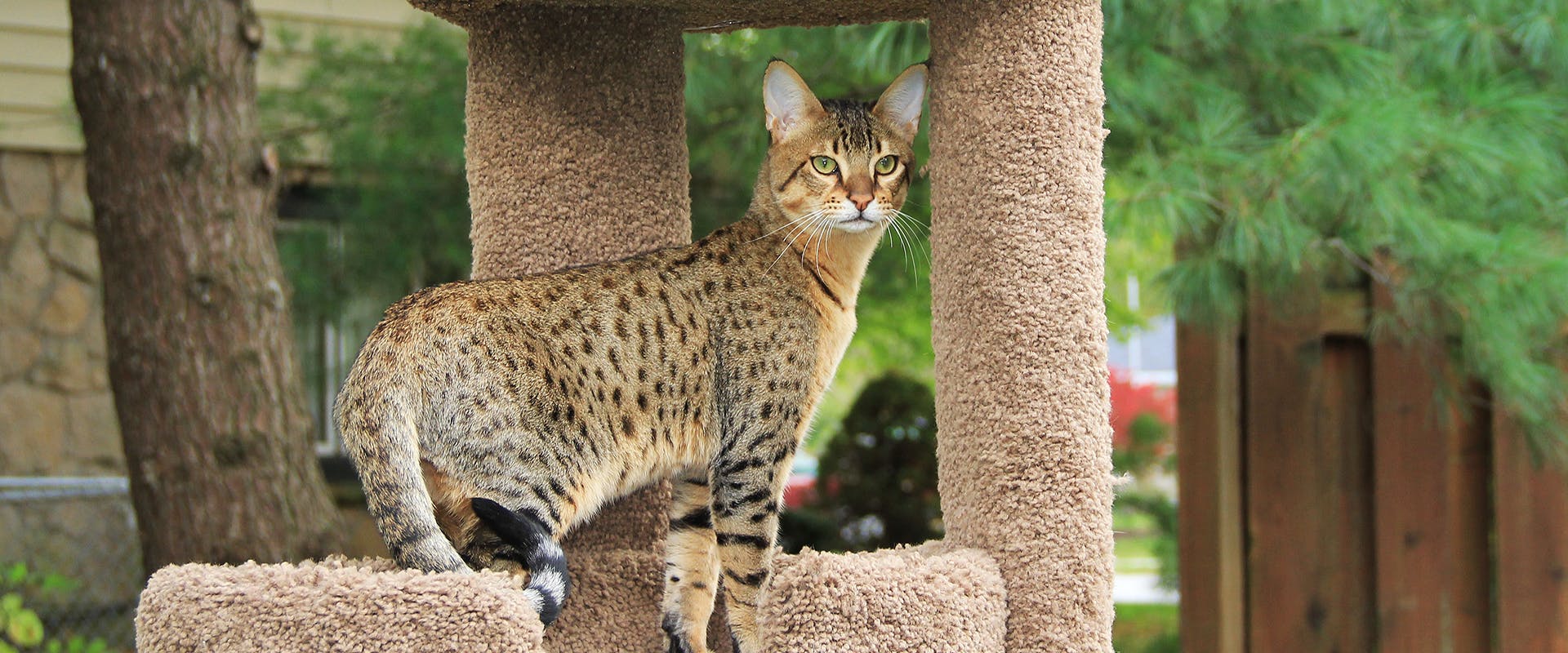 Full Grown Savannah Cat Full Grown Savannah Cat