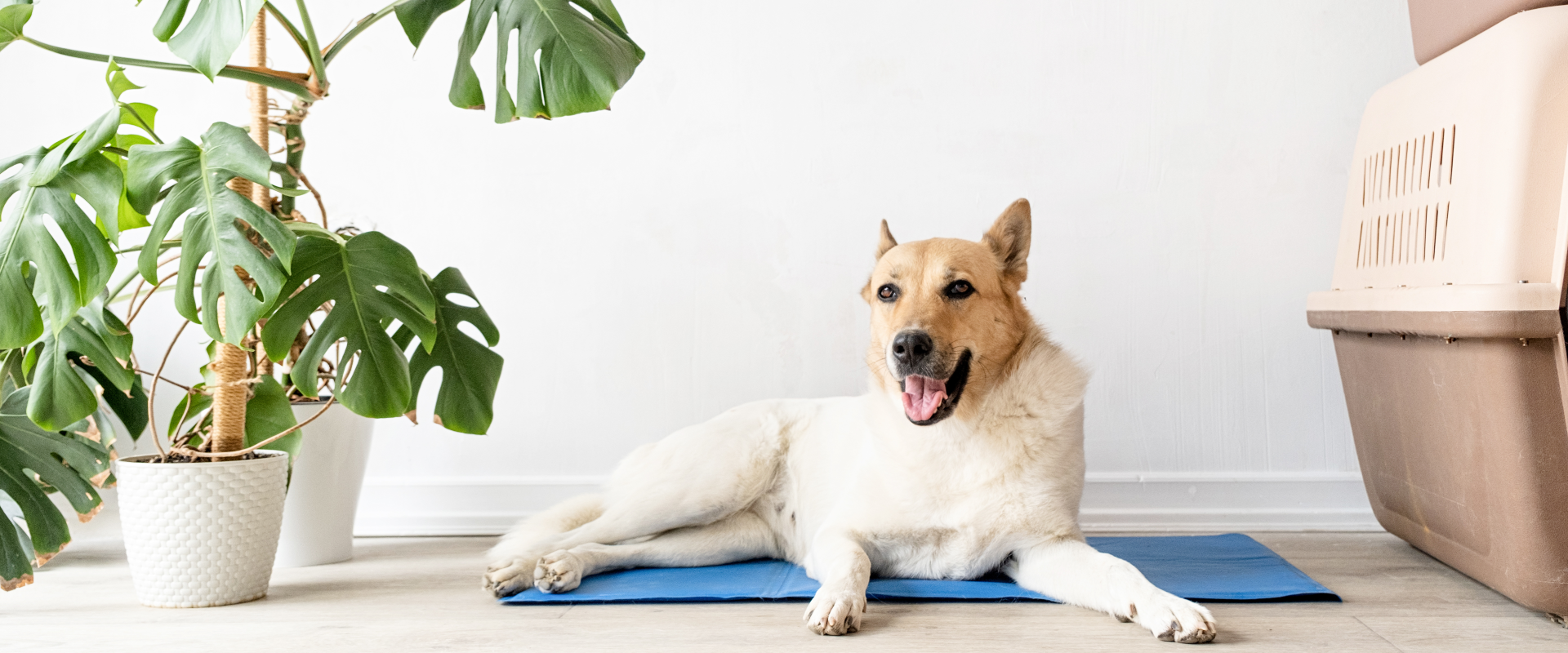 Chillax on These Cooling Mats for Dogs | TrustedHousesitters.com