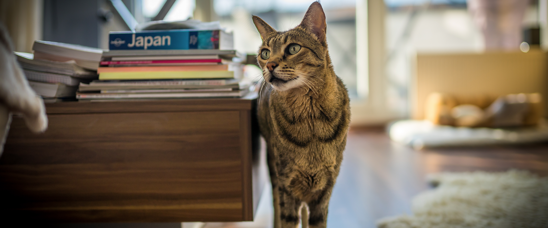 Savannah Cat Breed Guide | TrustedHousesitters.com