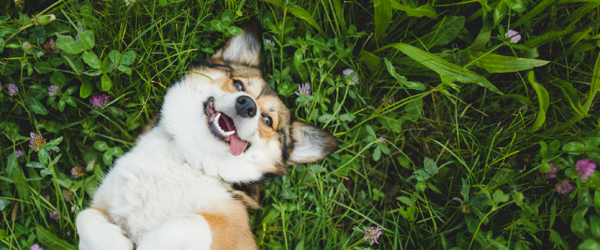 Understanding Dog Personalities: A Guide for Pet Parents ...