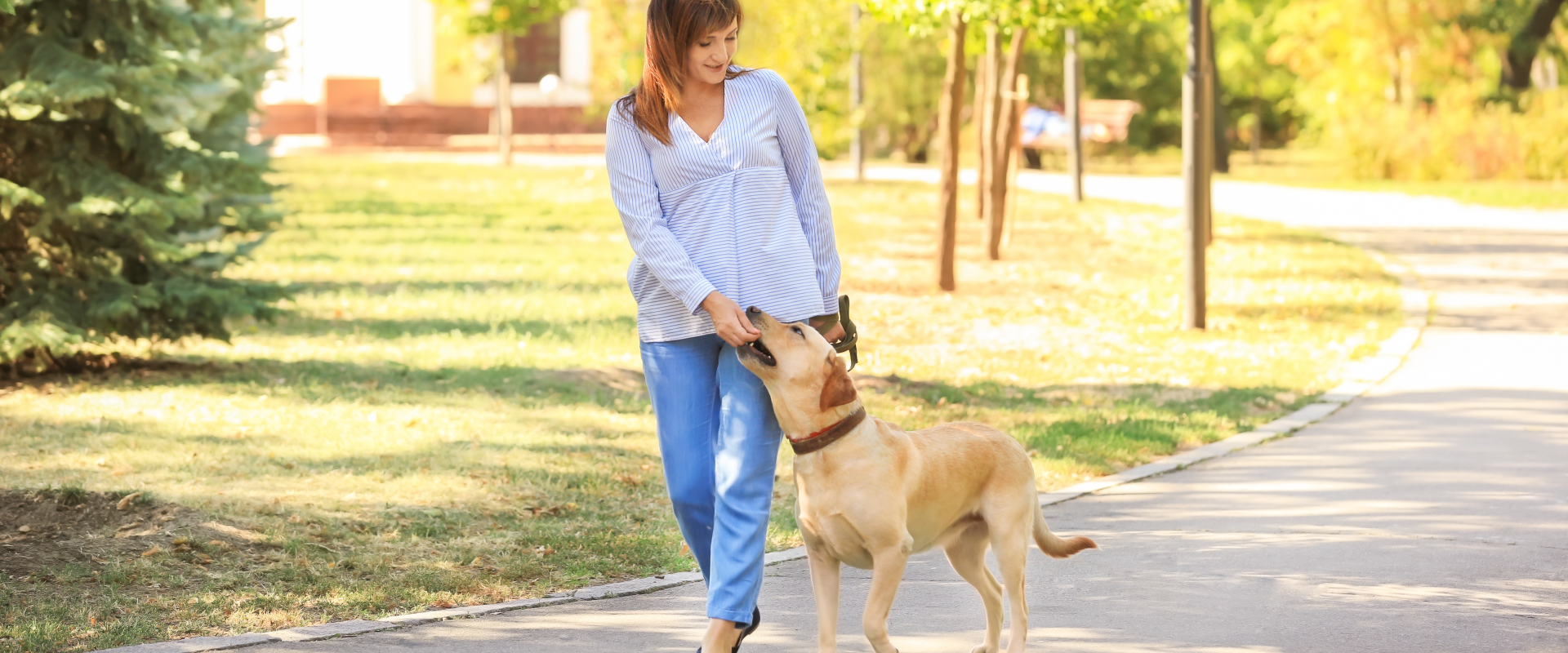 Reasons Why Your Dog Refuses To Walk | TrustedHousesitters.com
