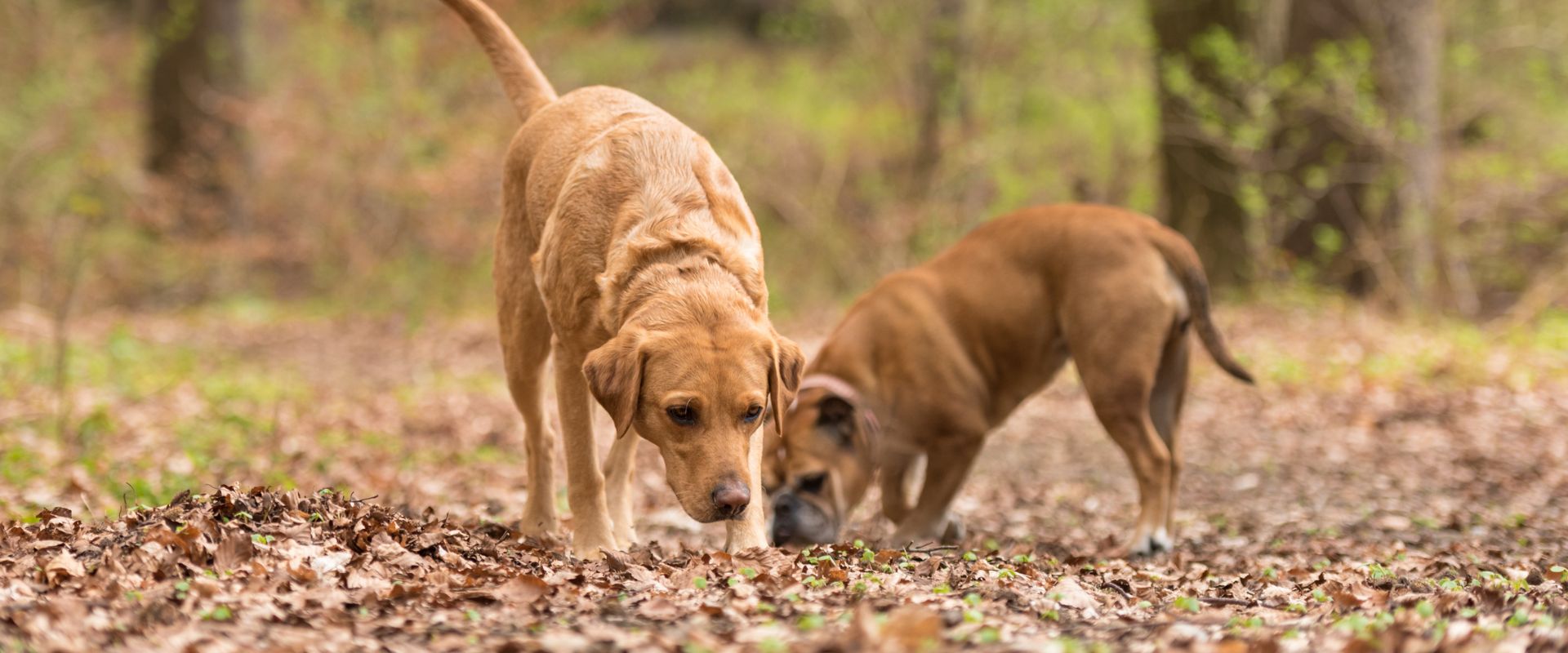 Can Dogs Eat Acorns? | TrustedHousesitters.com