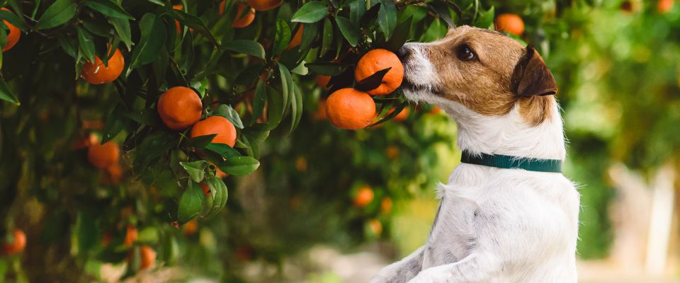 Can Dogs Eat Oranges | TrustedHousesitters.com