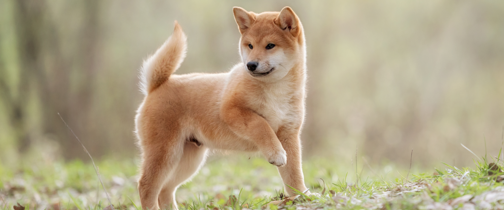 90 Vibrant Dog Names That Start With V | TrustedHousesitters.com