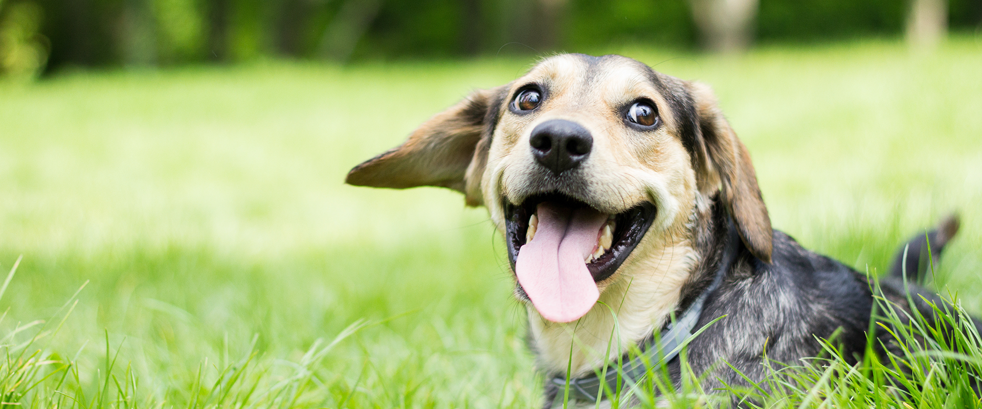 Rare Dog Names for Your One-of-a-Kind Canine | TrustedHousesitters.com