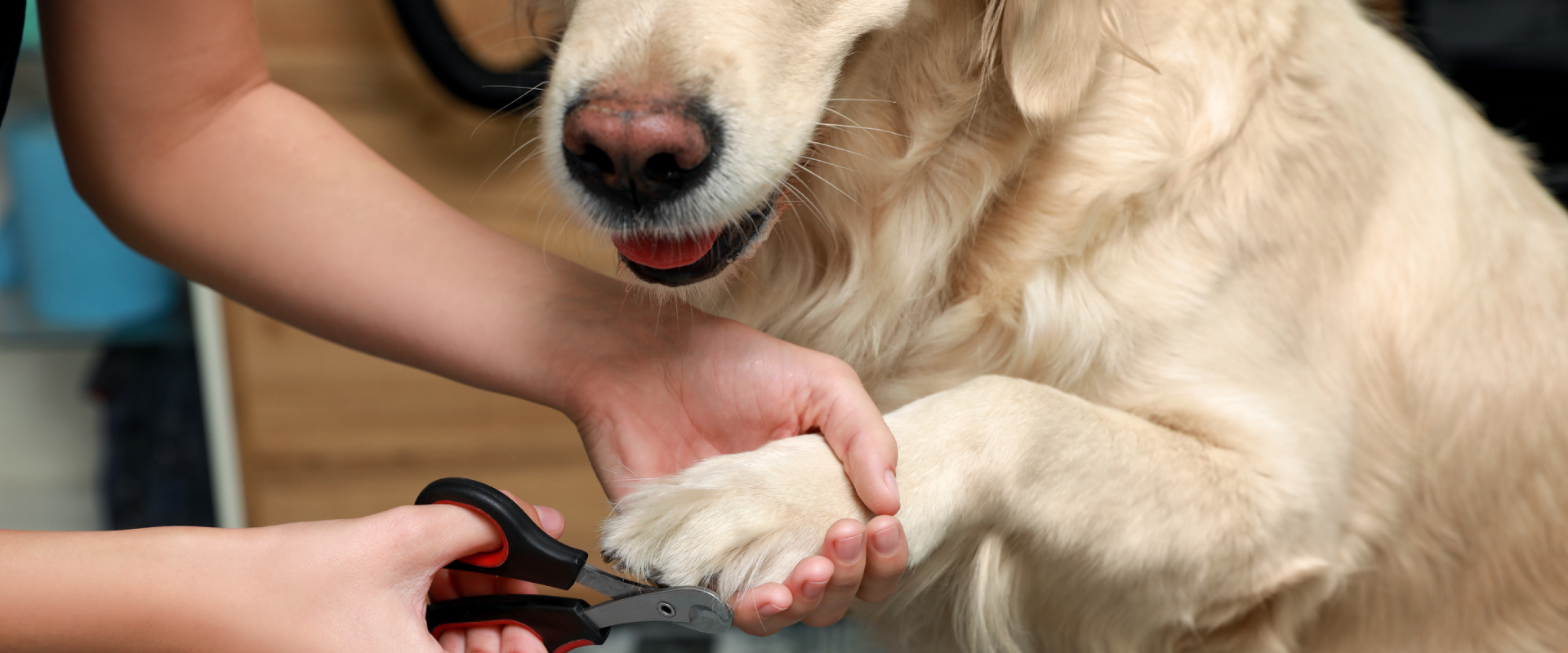 The Paw-fect Pedicure: How To Trim A Dog's Nails | TrustedHousesitters.com