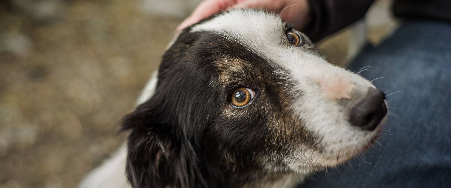 How Does Fostering a Dog Work? | TrustedHousesitters.com