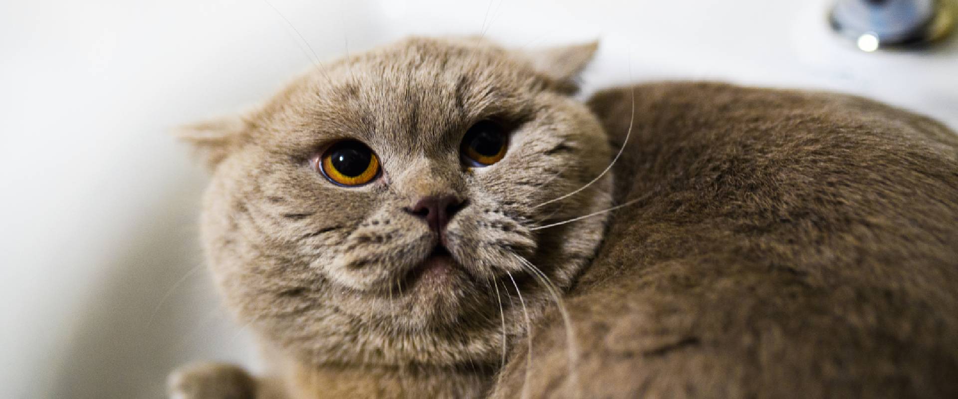 Is My Cat Depressed? Cat Depression Signs and Treatments ...