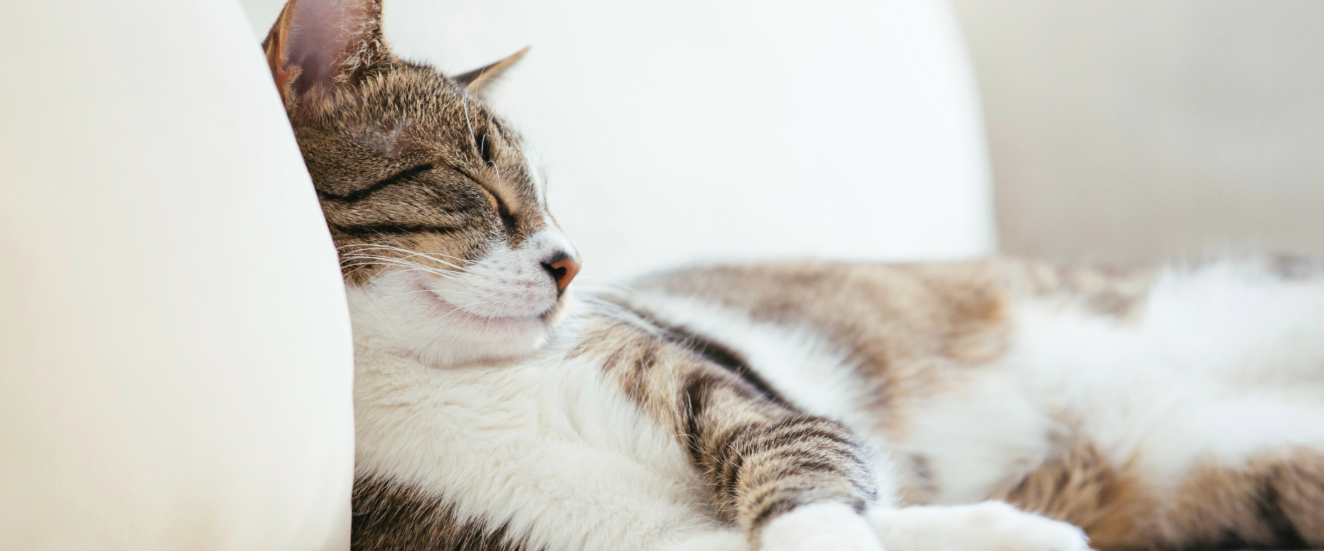 Cat Sleeping Positions and What They Mean | TrustedHousesitters.com
