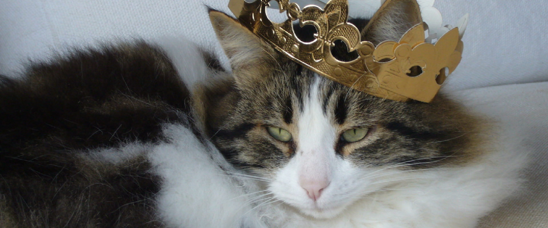 100+ Royal Cat Names for Your Furry Lord or Lady | TrustedHousesitters.com