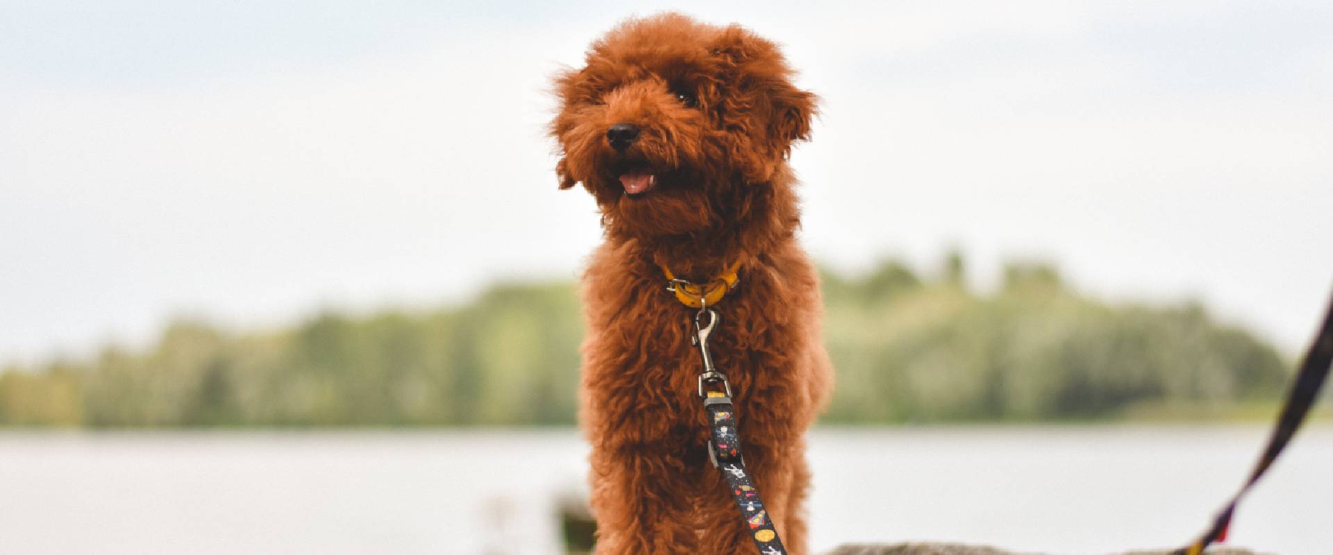Irish Doodle Breed Guide | TrustedHousesitters.com