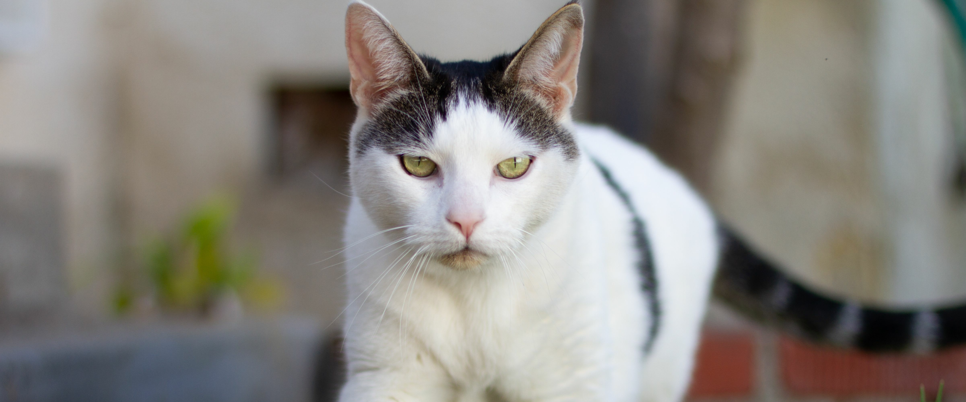 Everything you need to know about the domestic shorthair cat ...