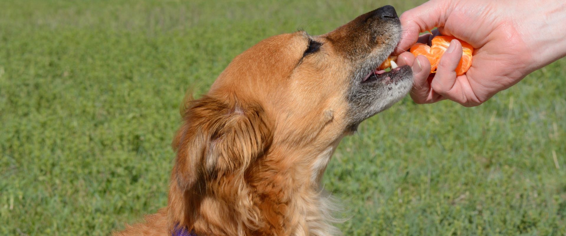 Can Dogs Eat Oranges | TrustedHousesitters.com