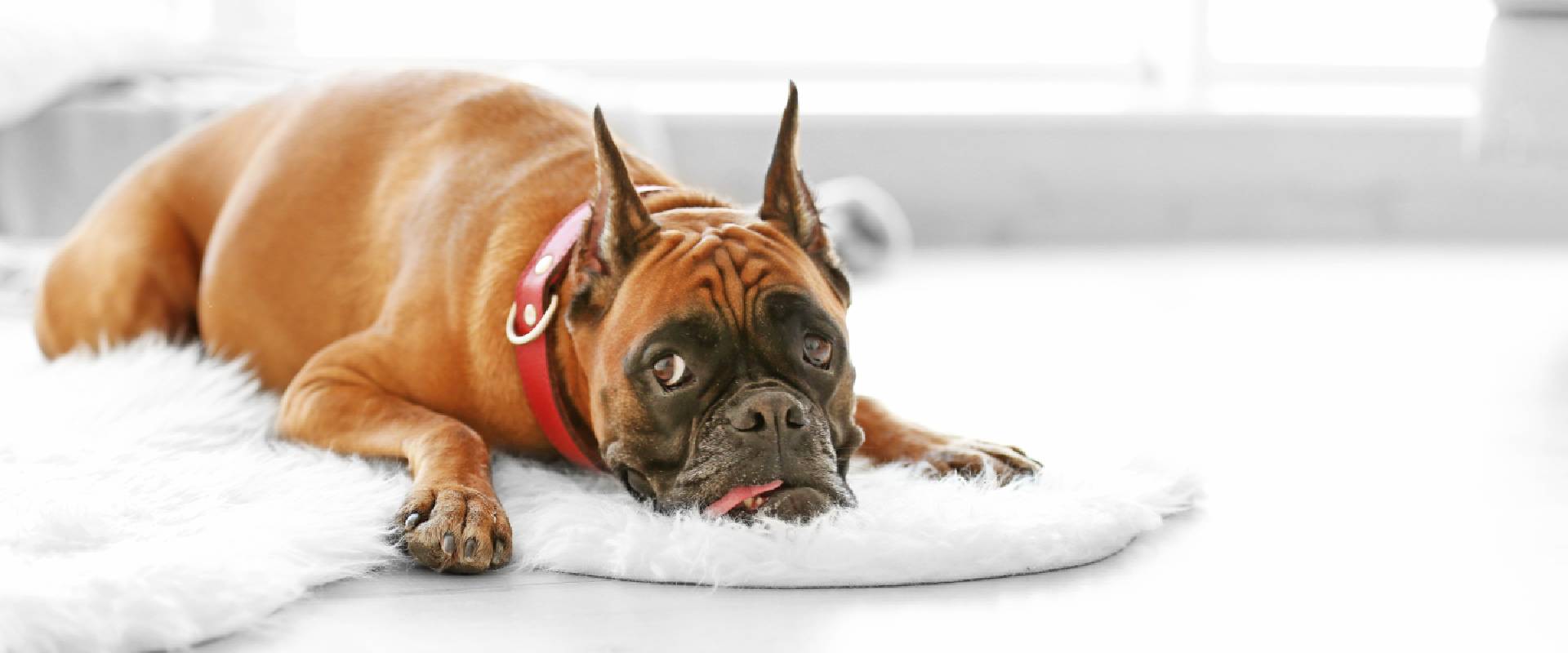 Boxer Dog Breed Guide | TrustedHousesitters.com