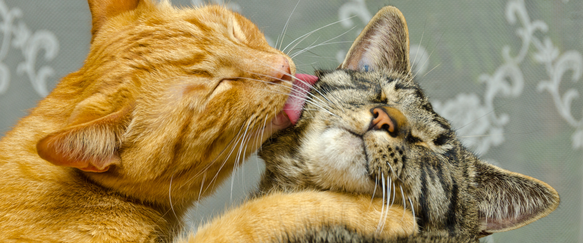 Cough up! How to find the pur-fect cat hairball remedy ...