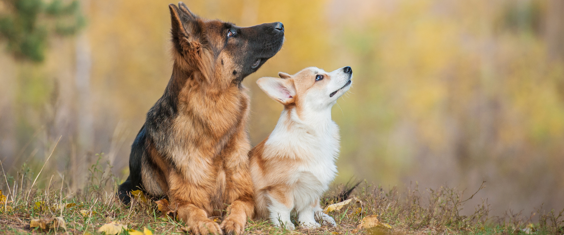 Fall Dog Names | TrustedHousesitters.com